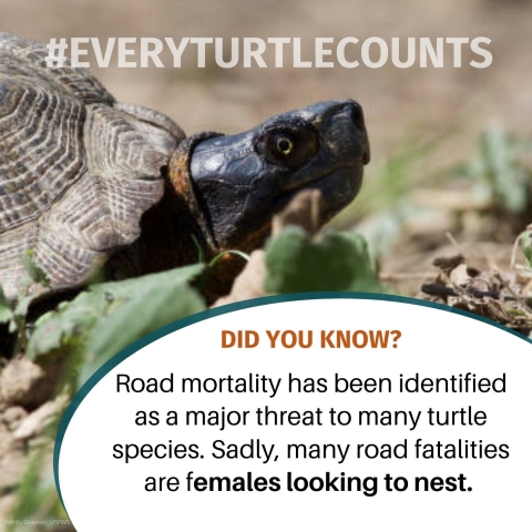Wild Turtle Week 2023 Infographics | U.S. Fish & Wildlife Service
